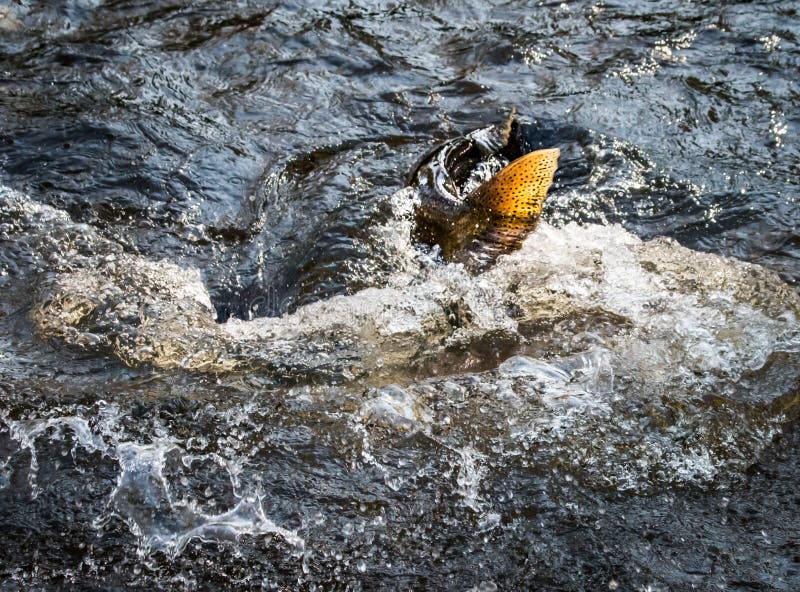 Spawning Fish Tail Splash in River Stock Image - Image of commotion ...
