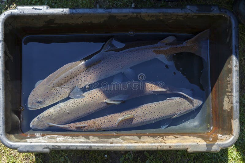 Spawning Salmon in River stock photo. Image of life, outdoors - 6347388