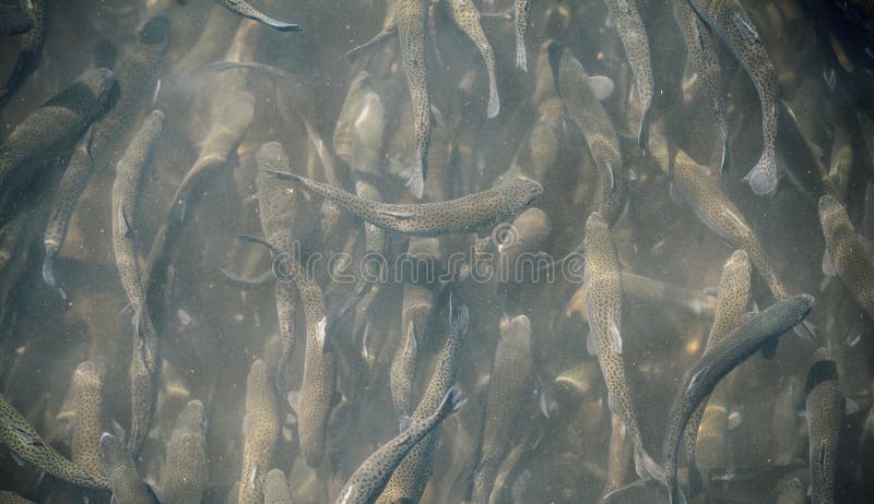 Spawning Salmon Fish in the Pond Stock Photo - Image of yellow, white ...