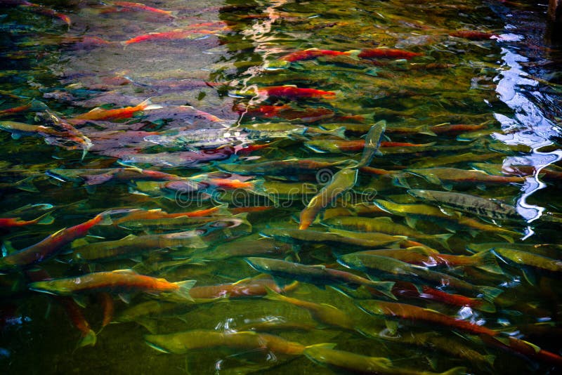 Spawning Salmon stock image. Image of spawn, water, fishing - 45075281