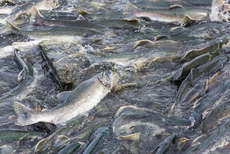 Spawning salmon stock image. Image of alaska, upstream - 255224931