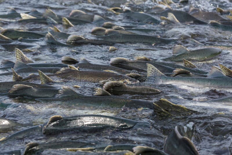 Spawning salmon stock image. Image of underwater, tourism - 255224973