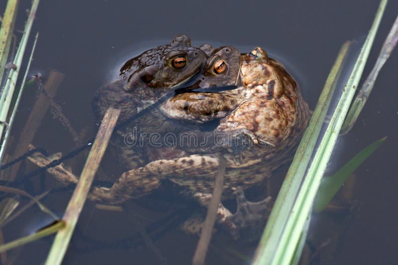 Spawning of the toads stock image. Image of bufo, brown - 64442395