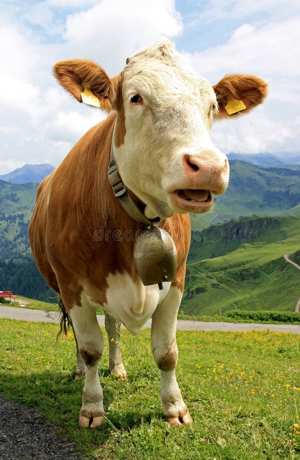 Speaking cow stock photo. Image of orientation, alpine - 11258140