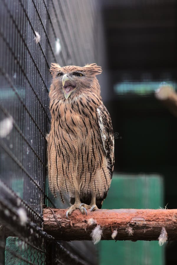 Owl Speaking Stock Photos - Free & Royalty-Free Stock Photos from ...