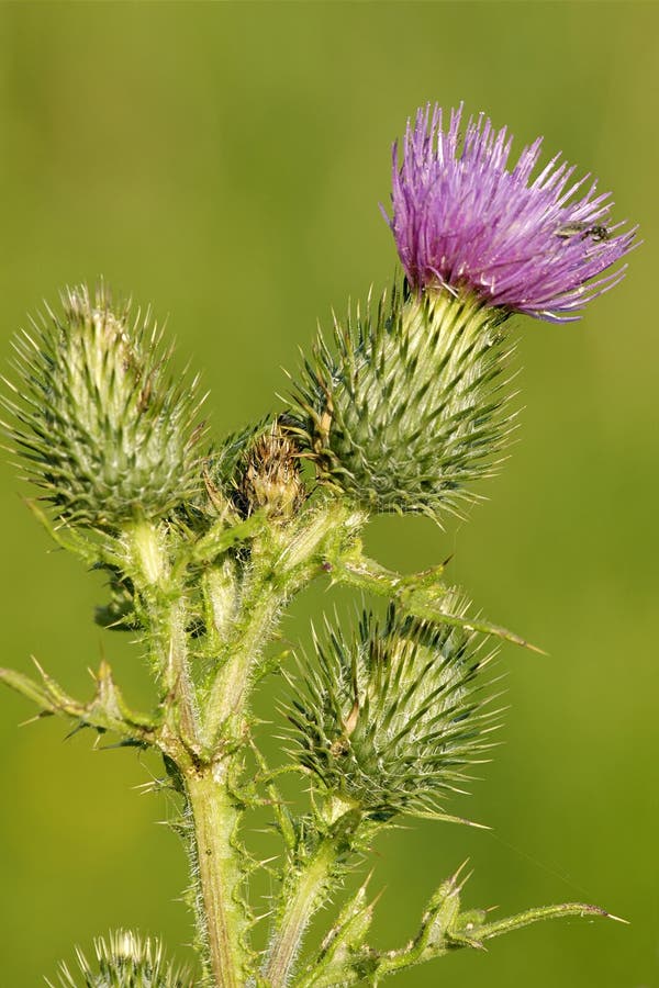 Spear Thistle stock image. Image of england, spiky, wild - 185949843
