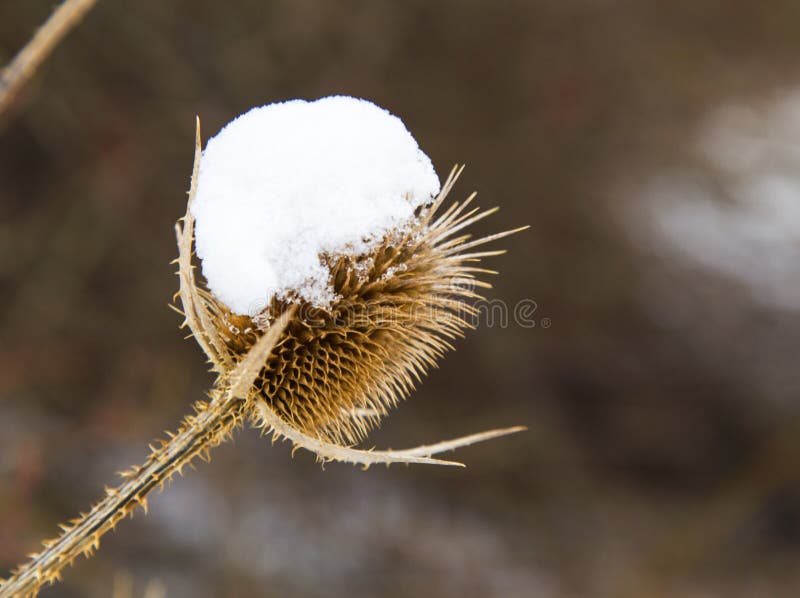 Spear Thistle Covered with Snow in Winter Stock Photo - Image of ...