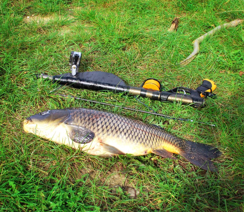 Spearfishing. Underwater Gun and Fish on the Grass Stock Image - Image ...