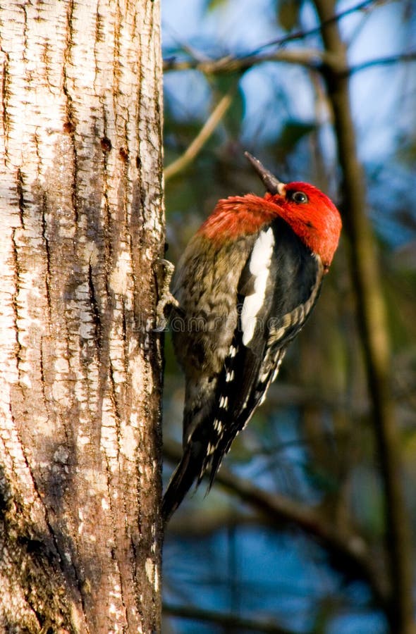 Specht op een boom stock foto. Image of sluit, blauw, dier - 2294016