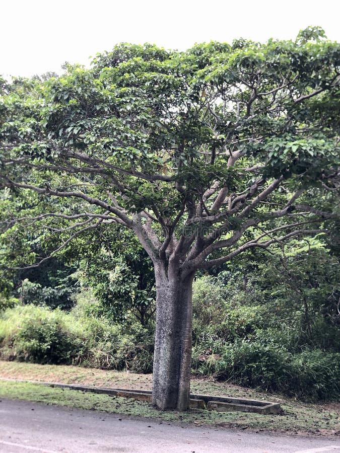 Special beauty Tree stock image. Image of special, home - 193520359