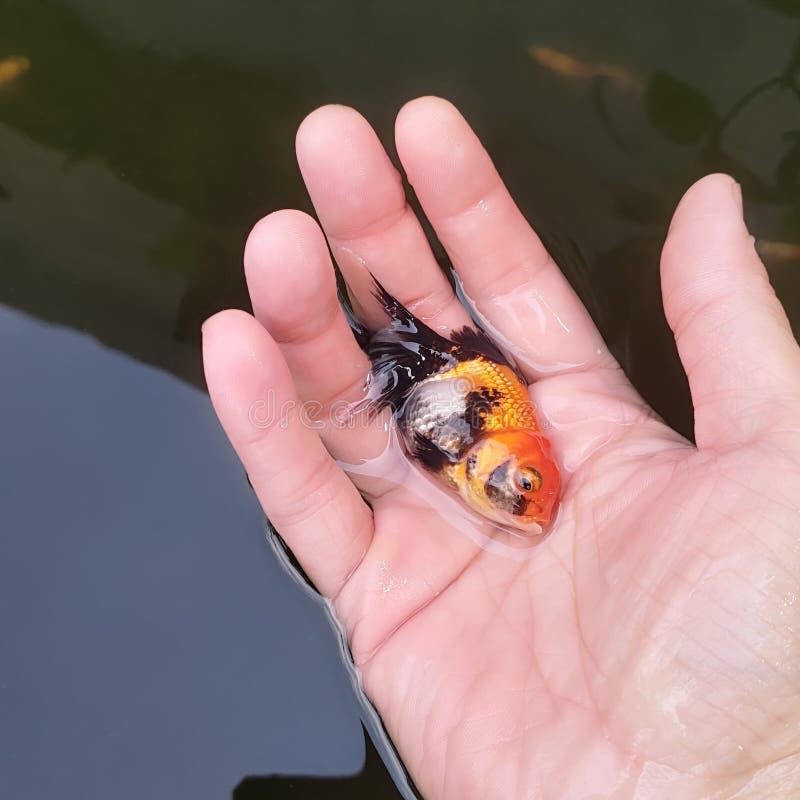 Special Black Mark on Koki Fish Stock Image - Image of koki, fish ...