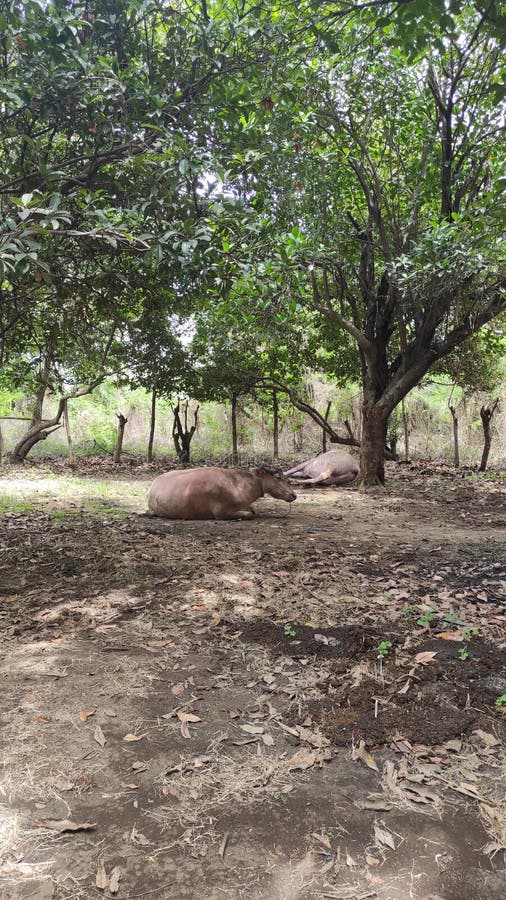 Maronge Stock Photos - Free & Royalty-Free Stock Photos from Dreamstime