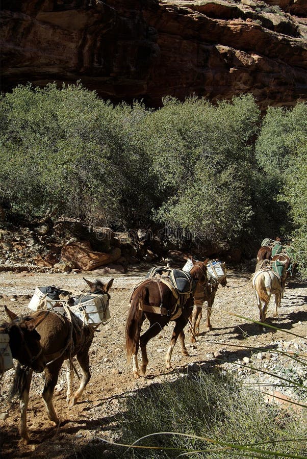 Special Delivery - Supai Express Stock Image - Image of havasupai ...