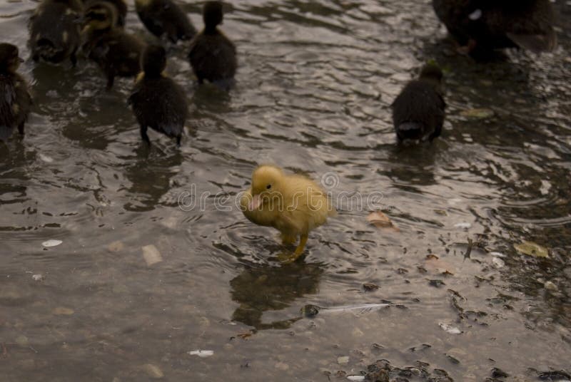 Special Duckling Stand out stock image. Image of duckling - 49072919