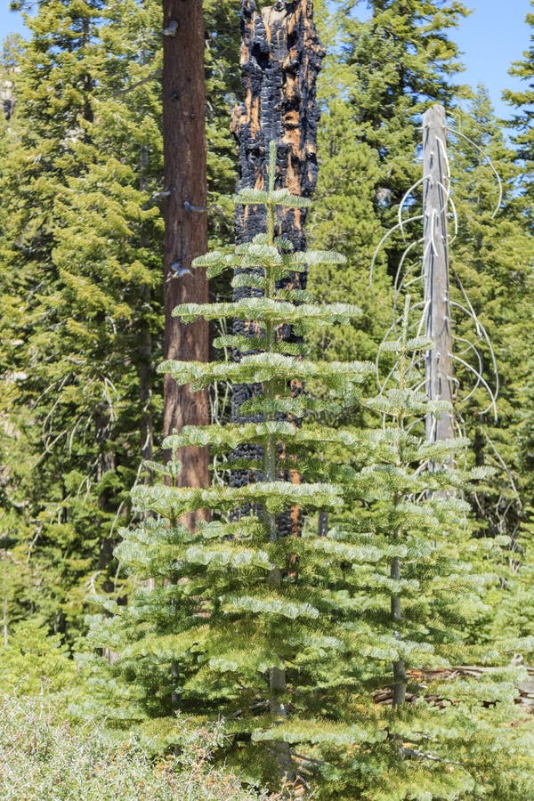 352 Mammoth Pine Tree Stock Photos - Free & Royalty-Free Stock Photos ...