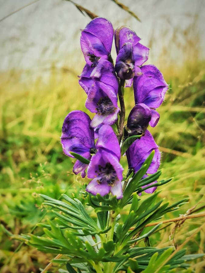 Special Flower Purple Colour Stock Image - Image of flower, colour ...