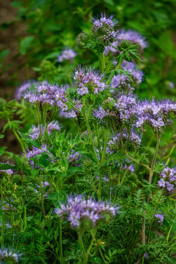 Phacelia, Honey Plant, Green Manure. Stock Photo - Image of field ...
