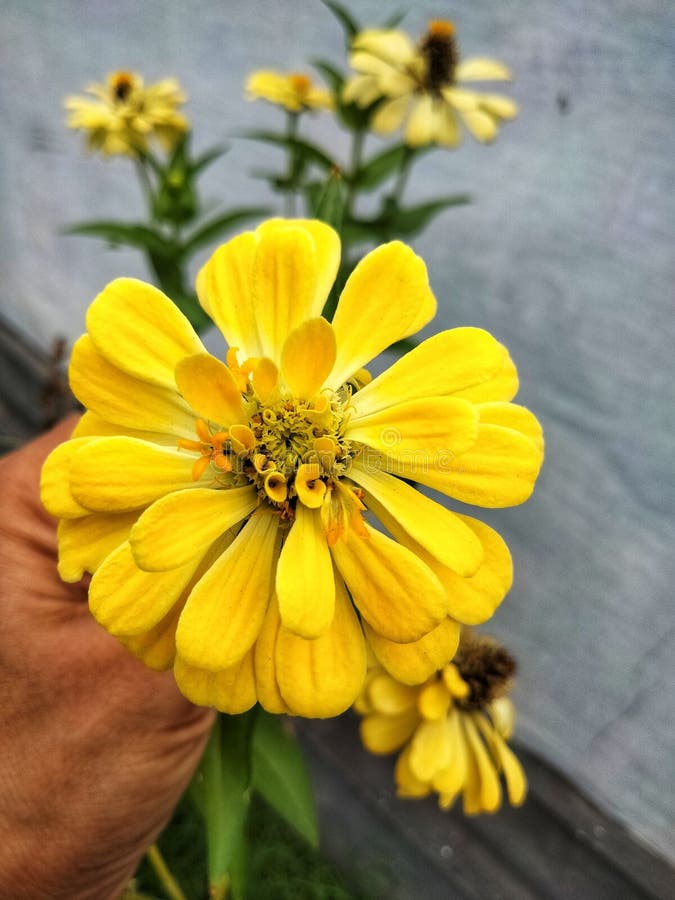 Special Flowers for Hindu Worship Stock Image - Image of happiness ...