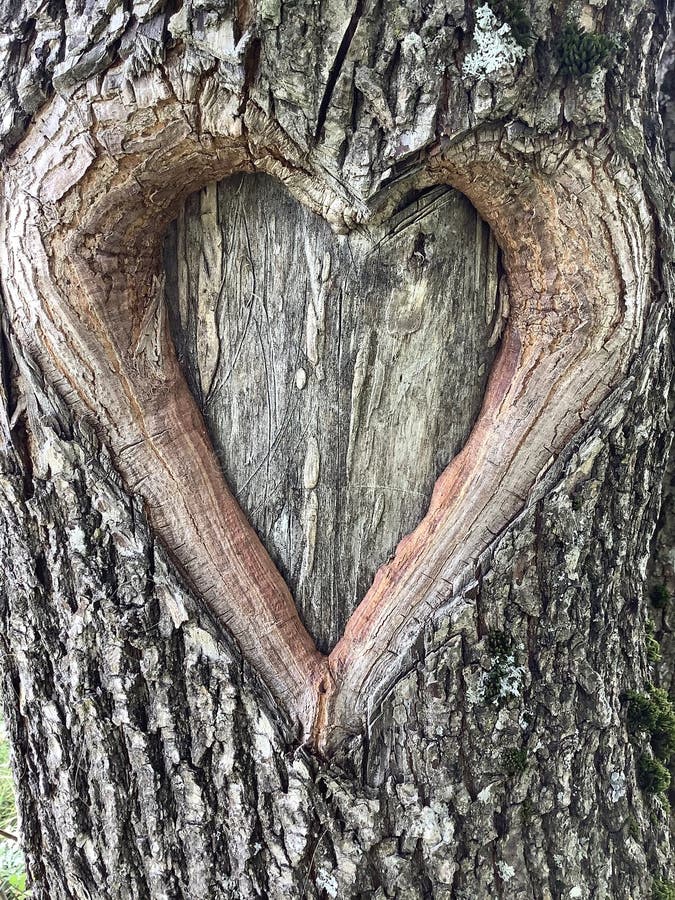A Heart in the Bark of a Tree Stock Image - Image of appeared, heart ...