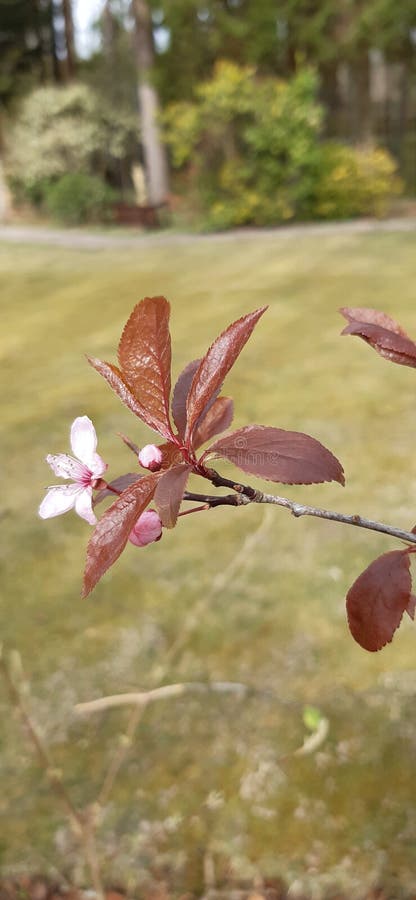 Special leaves, flower stock photo. Image of special - 184141364