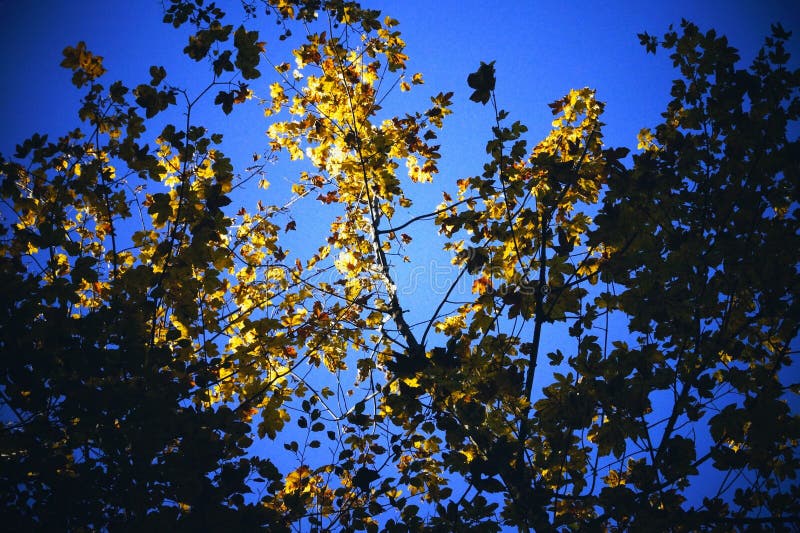 13,223 Special Leaves Photos - Free & Royalty-Free Stock Photos from ...