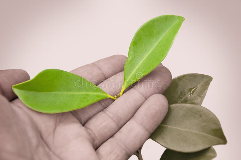 Special Leaves stock image. Image of individuality, unique - 74522131