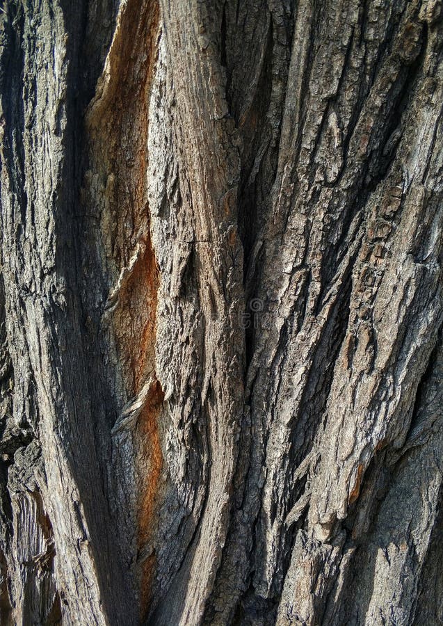 Special Natural Texture of the Brown Bark of a Tree Trunk Stock Photo ...