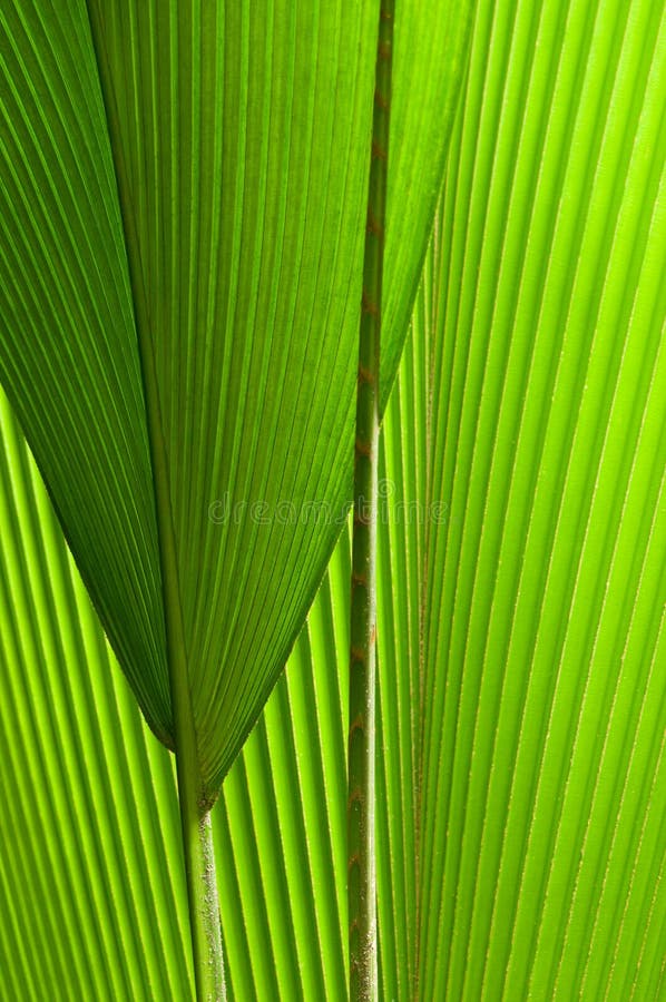 Special palm-leaf stock image. Image of caribbean, outdoor - 17889171