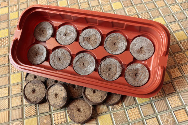 Special Peat Tablets for Planting Small Plant Seeds Stock Photo - Image ...