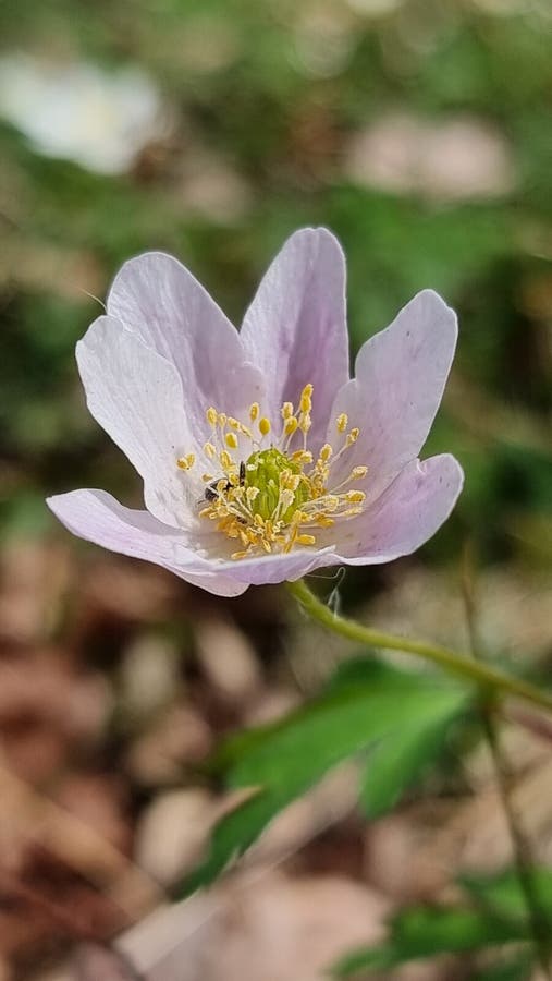 Special pinky flower stock photo. Image of flower, wildflower - 251254618