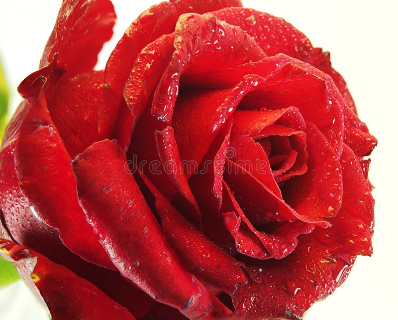 Special Rose Design for Emotional Lovers Stock Image - Image of lovers ...