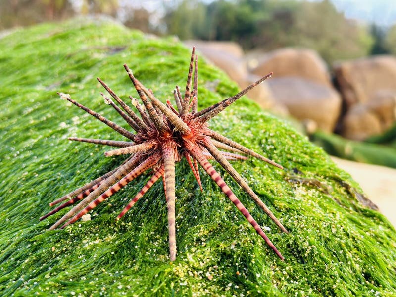 A special starfish stock image. Image of life, beach - 319701235