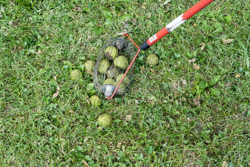 Special Tool To Pick Up Walnuts Stock Image - Image of black, garden ...