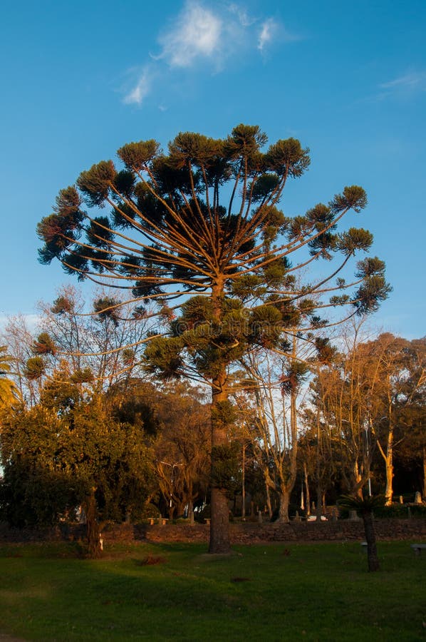 Tree, Argentina stock image. Image of plant, nature, fuego - 26244881