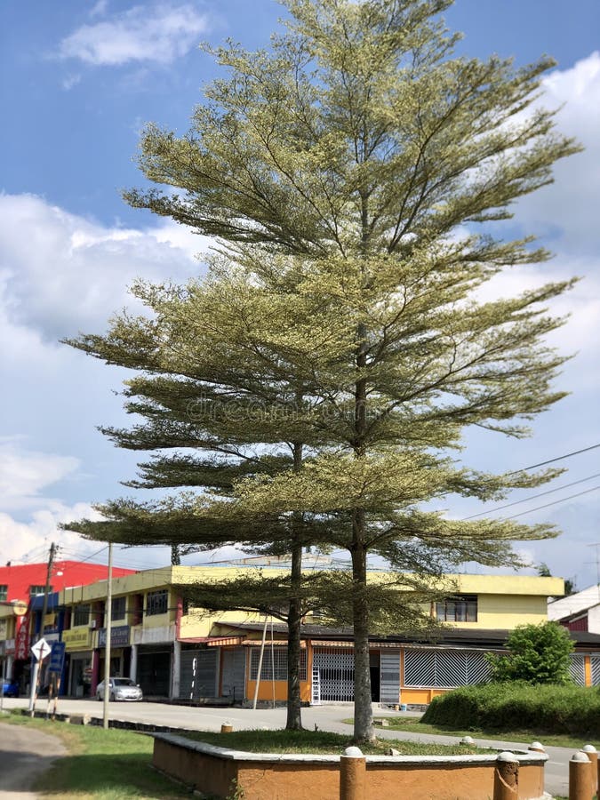 Special Tree editorial stock photo. Image of special - 193522788