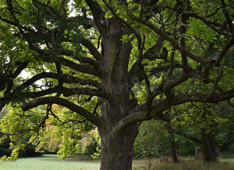 A Special Tree in the Castle Park Stock Photo - Image of leaves, autumn ...