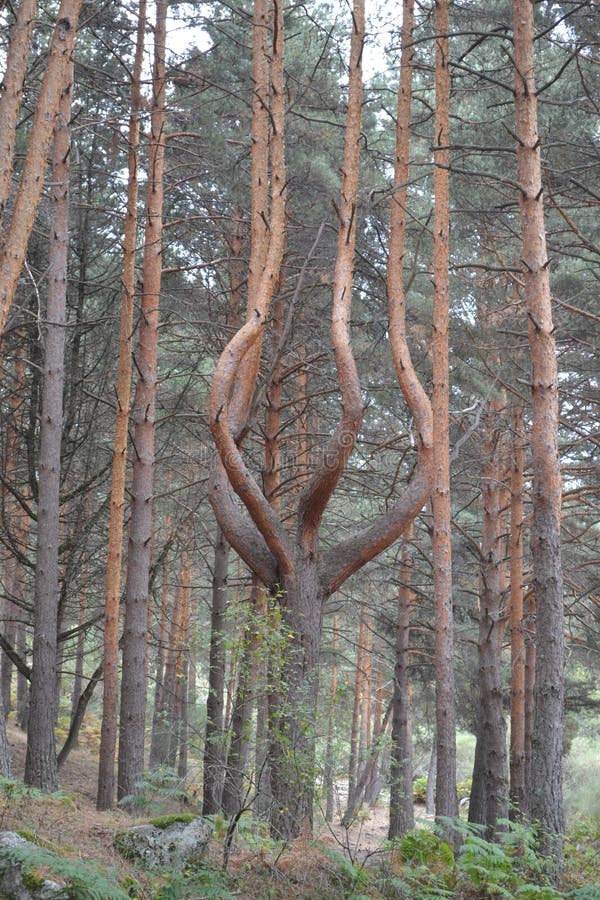 Special tree stock image. Image of wood, naturally, form - 92619877