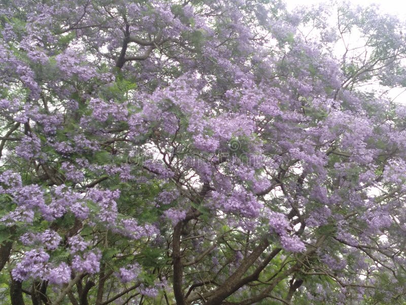 Special tree Branches stock image. Image of flower, tropics - 185250341