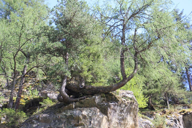 A special tree stock image. Image of feichten, famous - 156921567