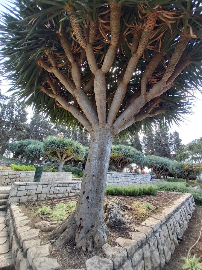 Special tree Branches stock image. Image of flower, tropics - 185250341