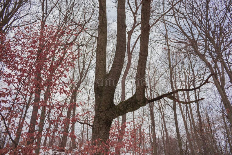 The special tree stock photo. Image of sunset, colorful - 13160078