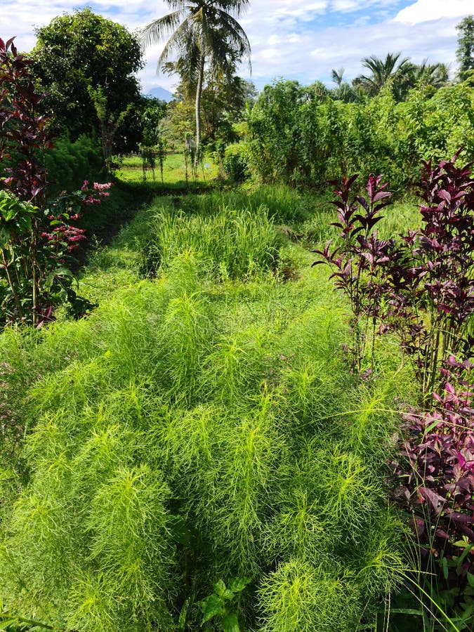 The Special Trees 2 stock image. Image of forest, lake - 247828315