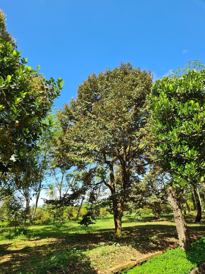 The Special Trees 4 stock image. Image of sahdy, surrounded - 247829141