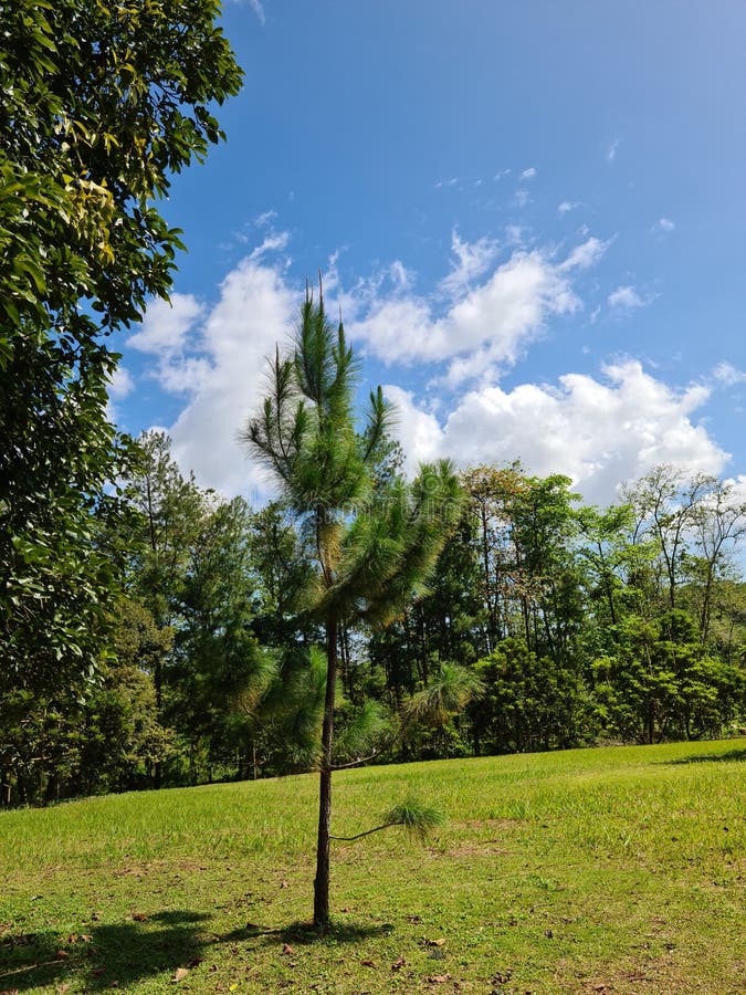 The Special Trees 3 stock image. Image of trees, wooden - 247829117