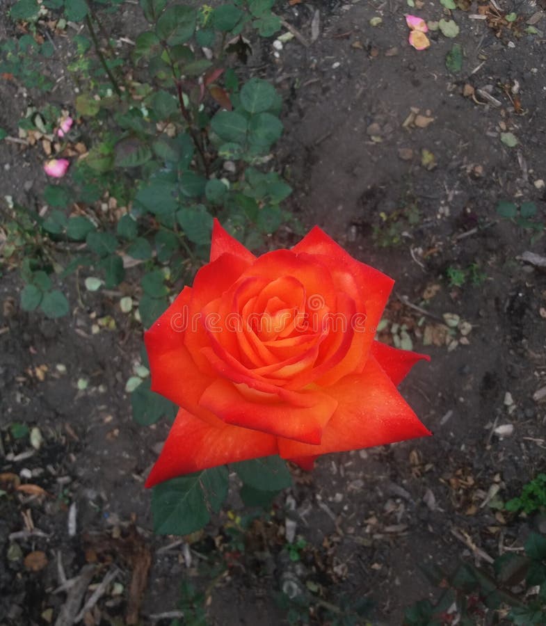 Special triangular flower stock photo. Image of leaf - 152182668