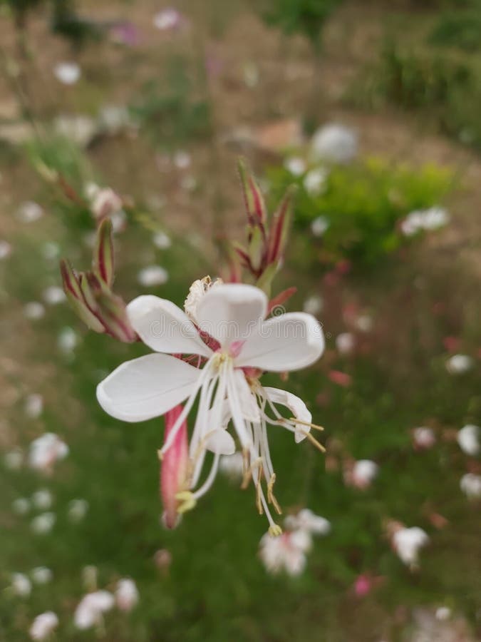 Special white flower stock photo. Image of petal, wildflower - 196791828