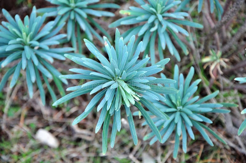 Special Wild Green Flower on the Field Stock Photo - Image of garden ...