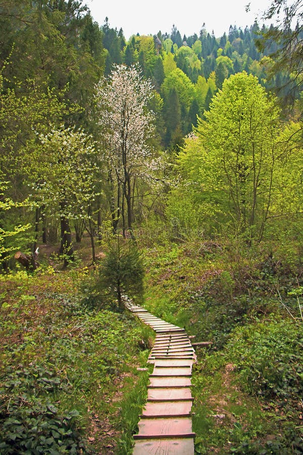 Special Wooden Footpath in the Spring Forest Stock Photo - Image of ...