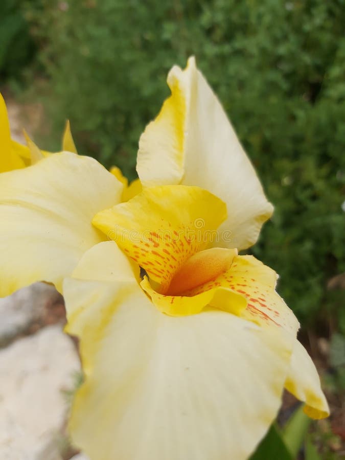 Special yellow flower stock image. Image of tulip, green - 196791835