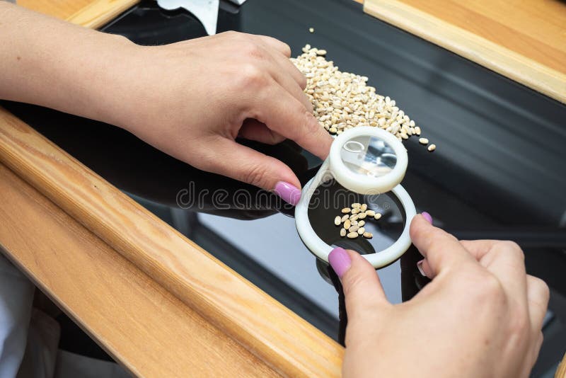 Specialist Analyzes the Quality of Grain in the Laboratory Stock Image ... Specialist Analyzes the Quality of Grain in the Laboratory Stock Image ...